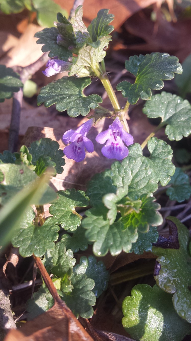 Early Greens, Ground Ivy | My Green Cauldron