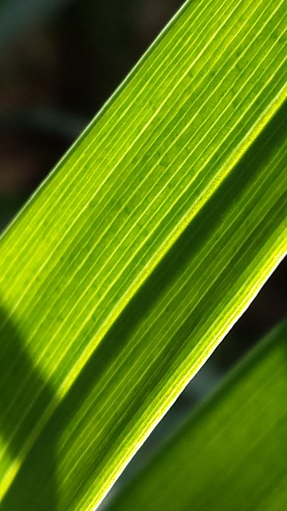 Leaf Light | My Green Cauldron