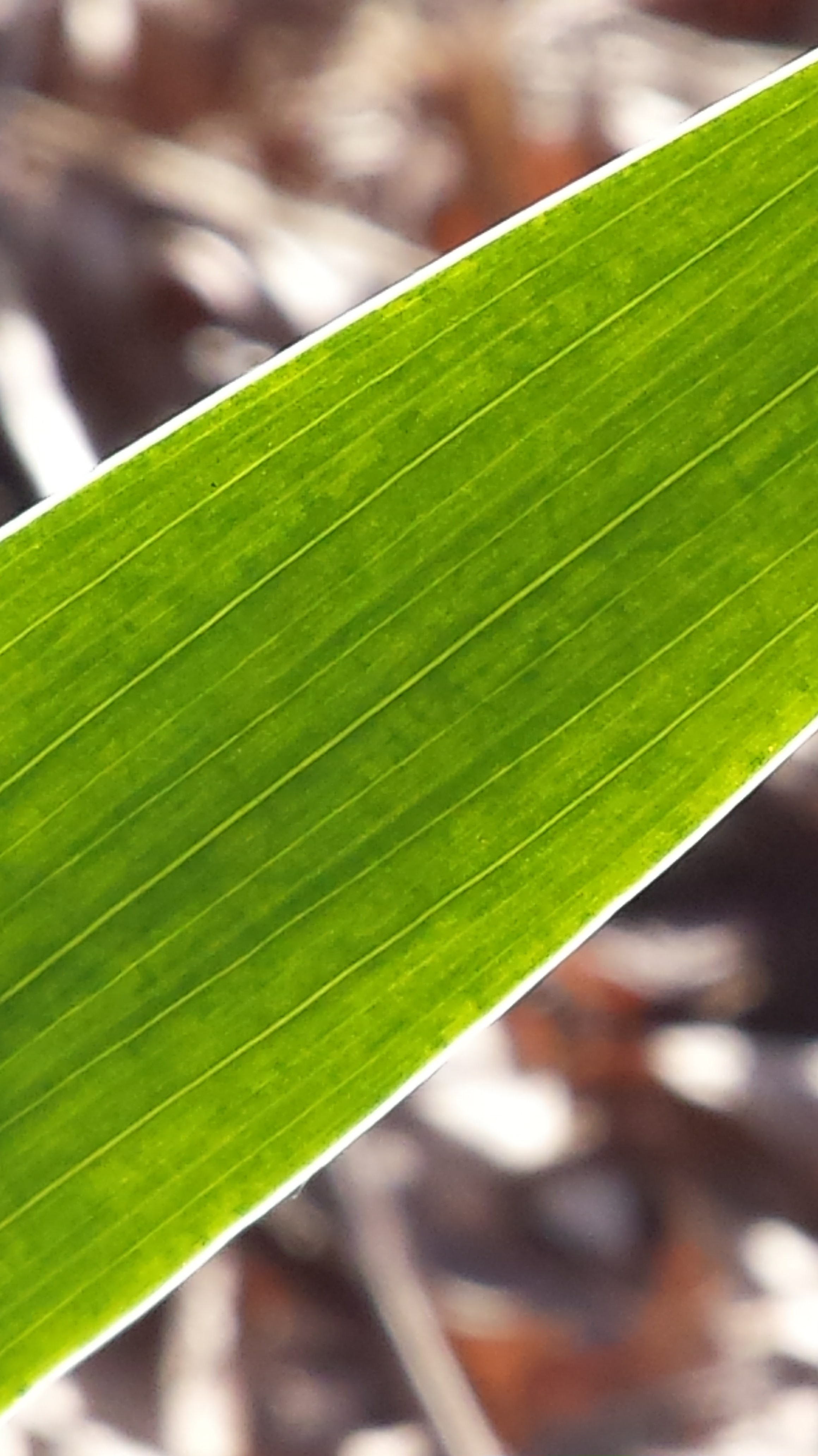Leaf Light | My Green Cauldron